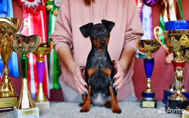 Озорной пинчеренок