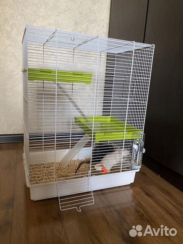 Крыса дамбо с клеткой