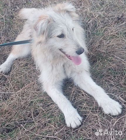 Собаки бесплатно в добрые руки