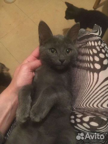 Котята русская голубая бесплатно