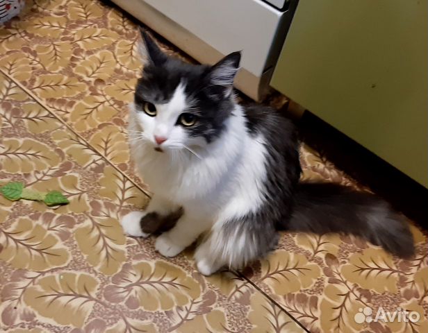 Ваш ласковый И нежный зверь