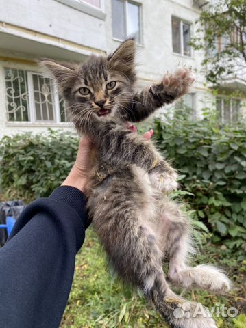 Бесстыжий маленький хулиган ищет дом