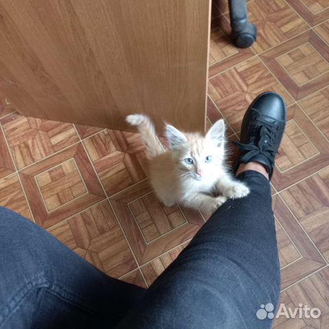 Кошки в добрые руки бесплатно