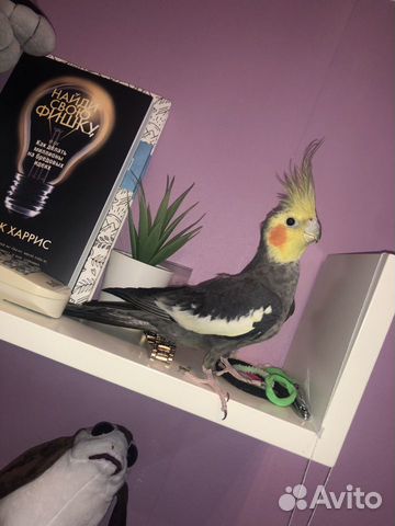 Попугай корелла с клеткой