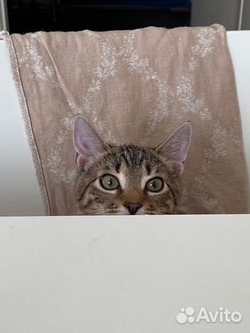 Котенок Арчи