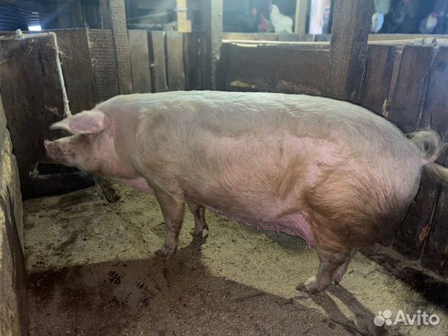 Продам свиноматку