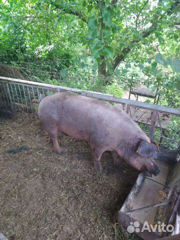 Хряк породы дюрок