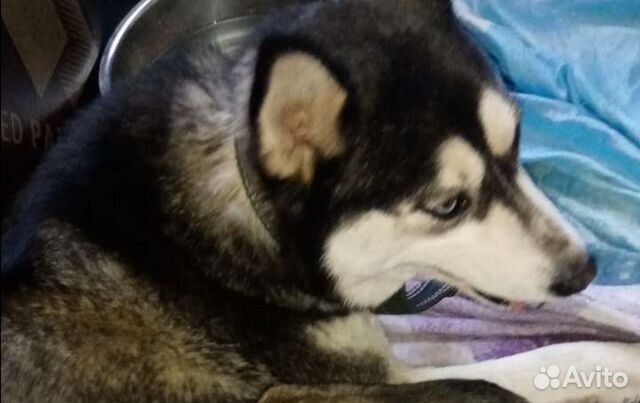 Отдам собаку разноглазка хаска,в добрые руки