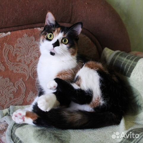 Ищет дом и семью кошка Кнопка