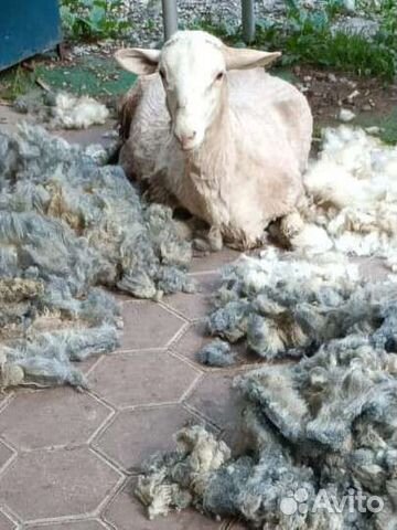 Шерсть овечья романовские