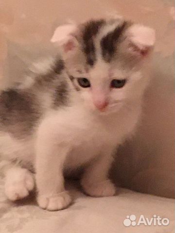 Котёнок в семью