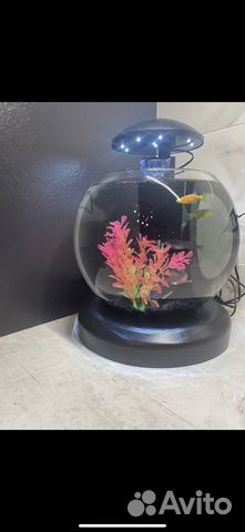 Рыбки данио