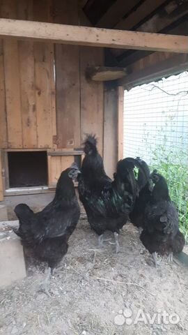 Курицы Ухейилюй