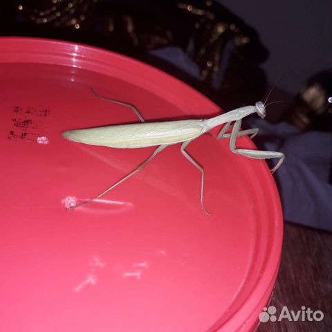 Богомол гриша