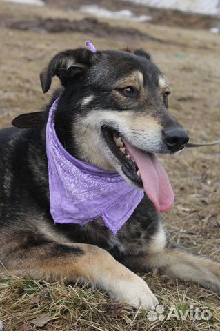 Собака с надеждой в глазах