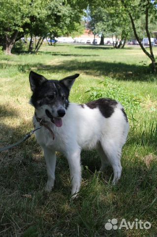 Красавчик Бим ищет дом