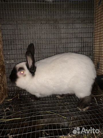 Калифорнийские кролики