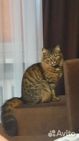 Кошки в добрые руки бесплатно