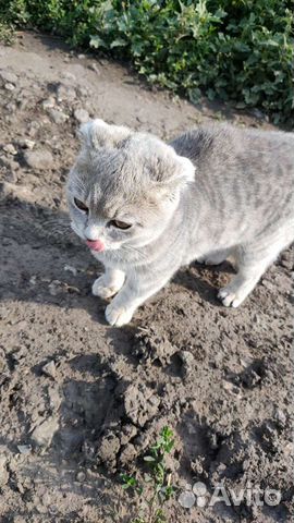 Вислоухая кошка бесплатно