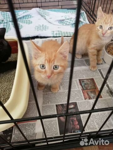 Котята мальчики в добрые руки