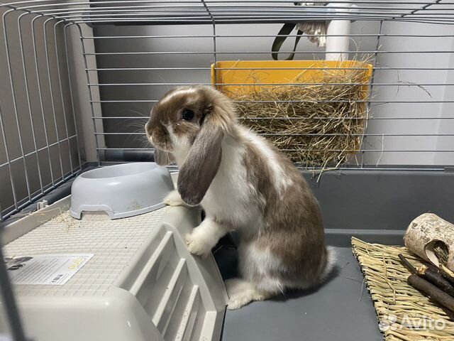 Кролик вислоухий+клетка
