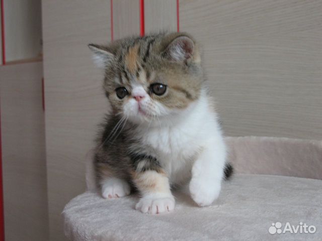 Кошечка