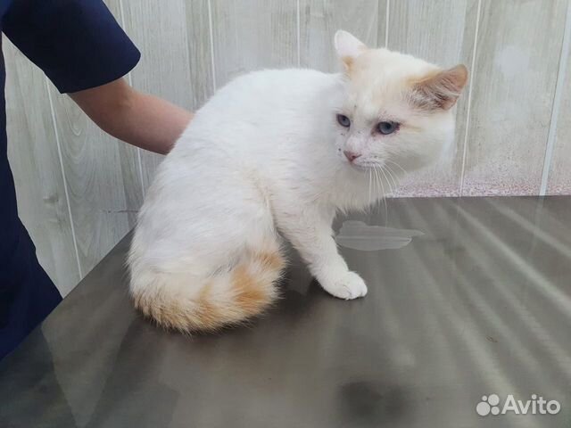 Гошаня в добрые руки