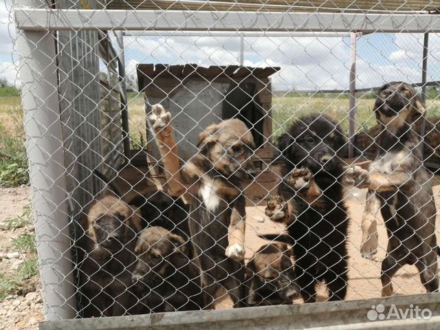 Щенок в добрые руки бесплатно