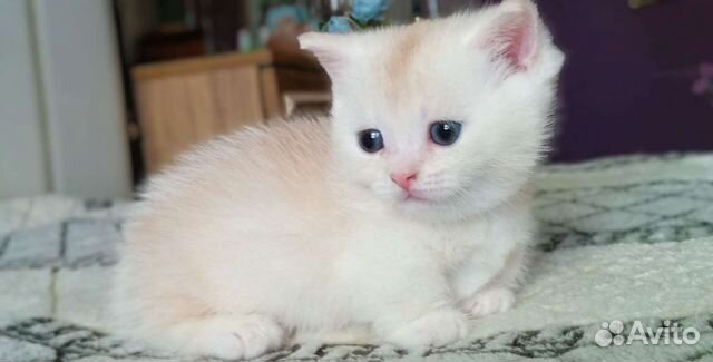 Манчкин Шиншилла