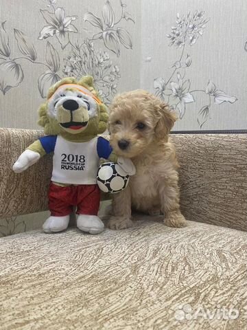 Карликовый пудель