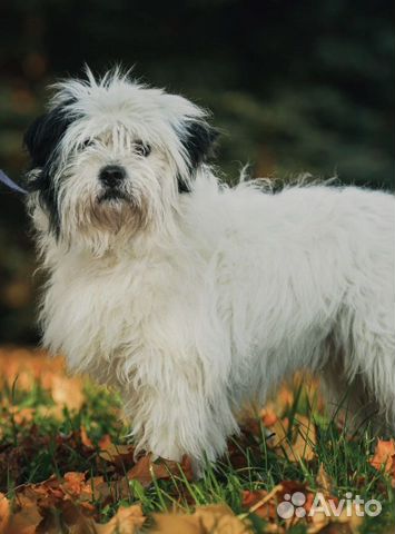 Метис болонки ищет семью