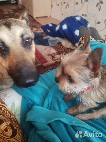 Собака (восточноевропейская овчарка, смесь)