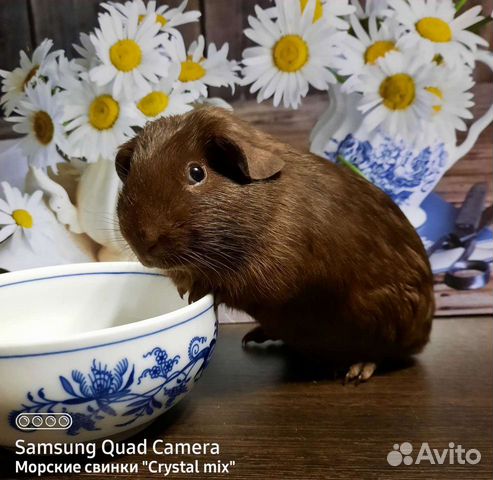 Морская свинка