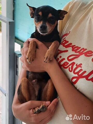 Той-терьер бесплатно