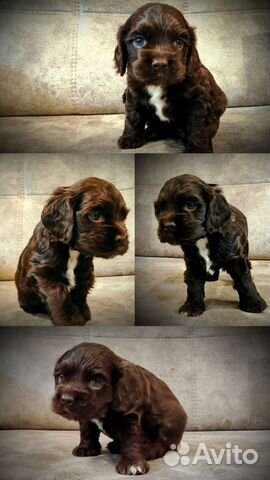 Американский Кокер спаниель