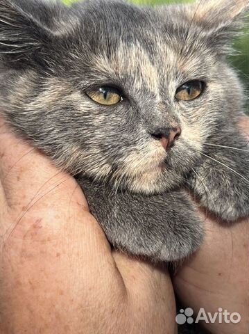 Русская голубая