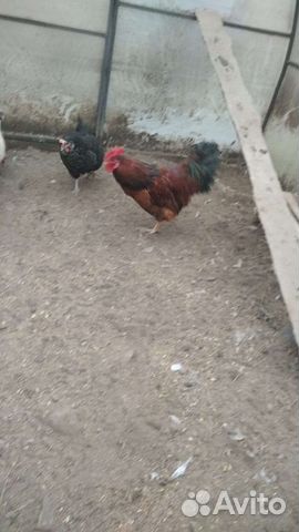 Петух