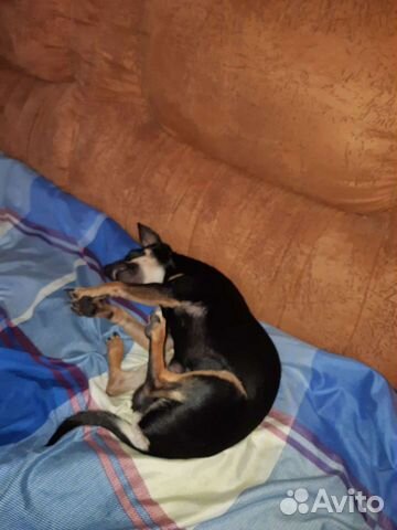 Мини той-терьер вязка