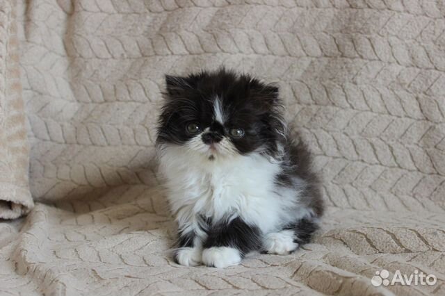 Персидская кошечка для резерва