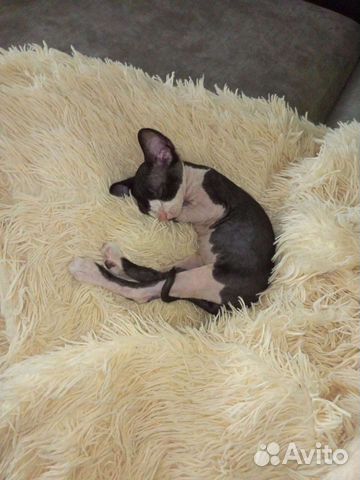 Котенок канадец