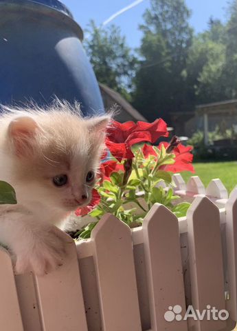 Рыжий котенок (мальчик)