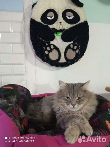 Шикарный кот