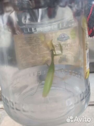 Самка богомола