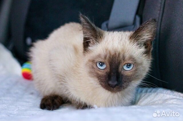 Котенок мальчик бесплатно