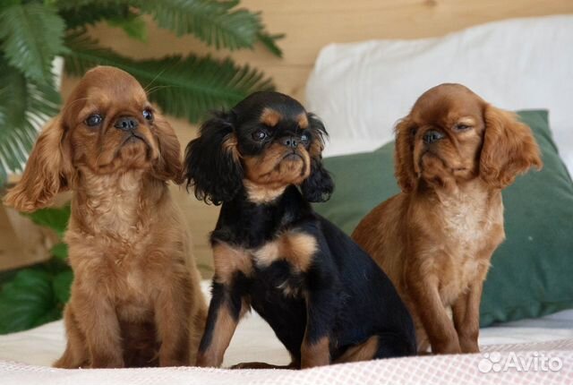 Зоретта кингуша