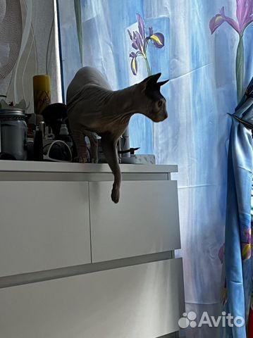 Найден сфинкс ищу хозяев