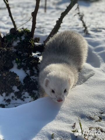 Мальчик хорек вязка