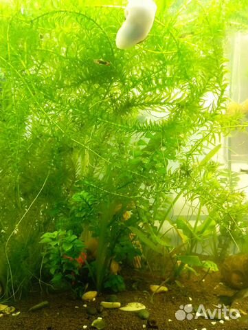 Аквариумные растения