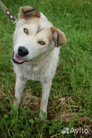 Щенок мальчик Элвис 8 мес