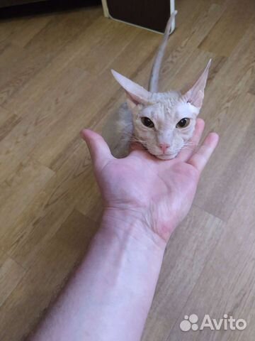 Сфинкс котёнок 9 месяцев